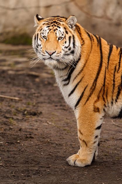 Premium Photo Siberian Tiger