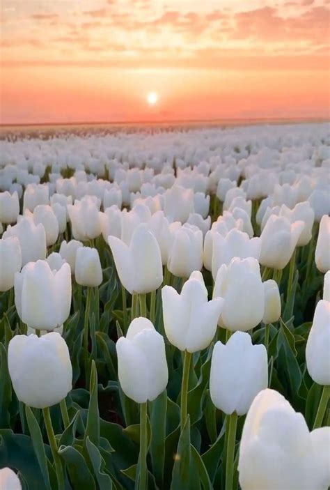White Tulip Field Rflowers