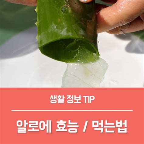 알로에 효능 Top3 알로에효과 부작용 먹는법 궁금하신가요 네이버 블로그