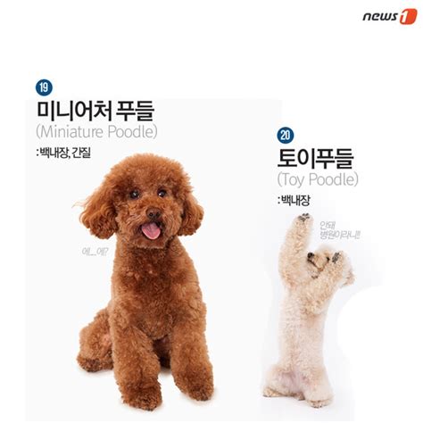 품종묘 보다 품종견에 관대한 사람들  인스티즈 Instiz 인티포털 카테고리