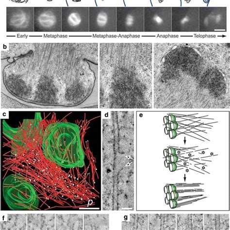 Mitotic Spindle Organization In The C Elegans Embryo A Schematic