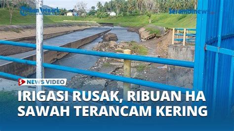Video Kantong Lumpur Irigasi Pante Lhong Bireuen Rusak Ribuan Hektar