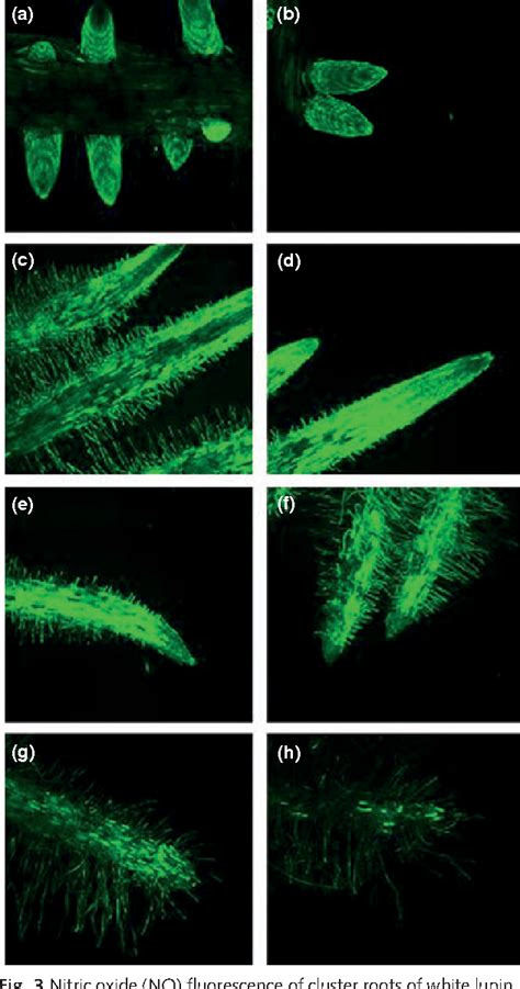 Figure 1 From Nitric Oxide Is Involved In Phosphorus Deficiency Induced