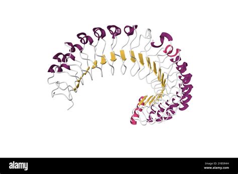 Crystal Structure Of Shoc2 3d Cartoon Model Secondary Structure Color Scheme Pdb 7tvg White