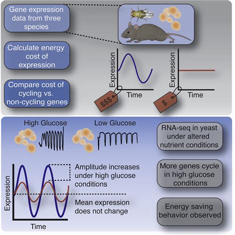Cycling Transcriptional Networks Optimize Energy Utilization On A