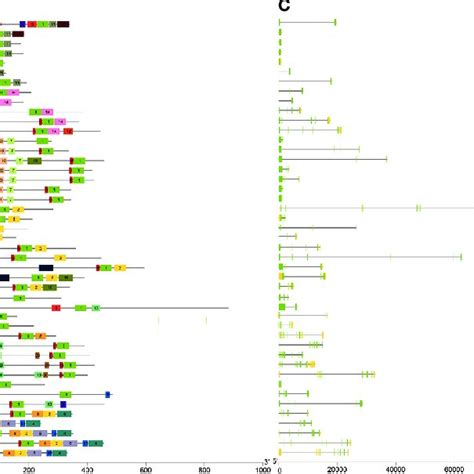 A Phylogenetic Relationship B Gene Structure And C Conserved