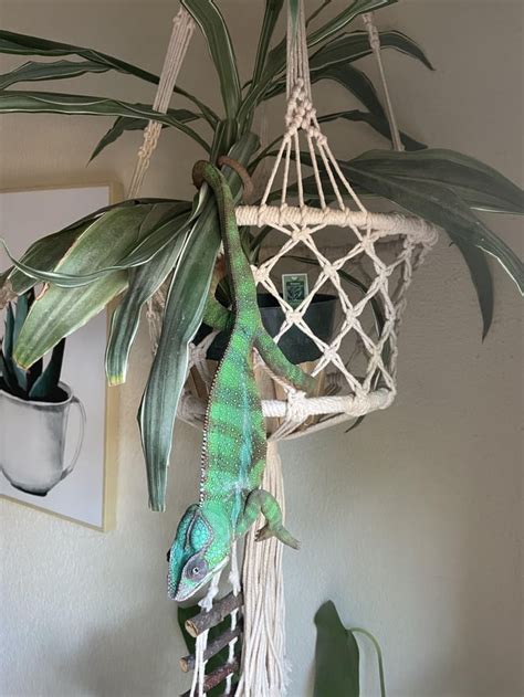 Look Mom No Hands Rchameleons