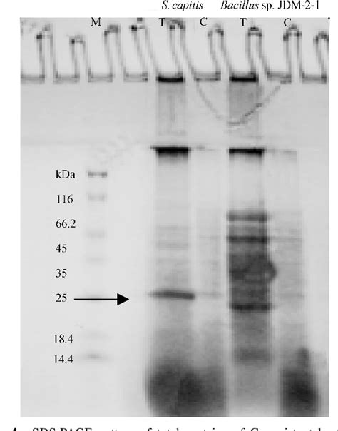 Staphylococcus Capitis Semantic Scholar