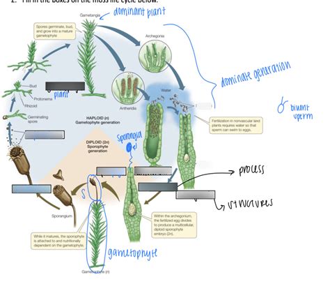 Moss Life Cycle Bryophyte Diagram Quizlet