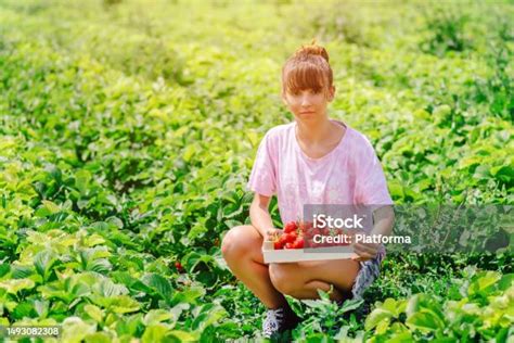 딸기를 따고 먹는 소녀 딸기 공장의 산업 재배 잘 익은 붉은 과일 딸기와 부시 농장에서 열매의 자연 재배 에코 건강 유기농 식품 16 17 살에 대한 스톡 사진 및 기타