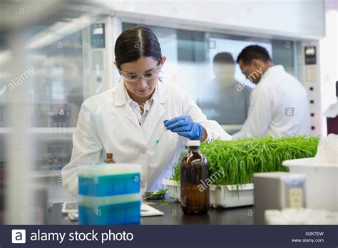 Esperimento Vegetale Immagini E Fotografie Stock Ad Alta Risoluzione