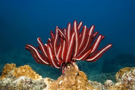 What Is A Crinoid