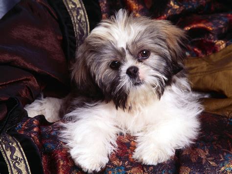 Shih Tzu White And Black Bleumoonproductions