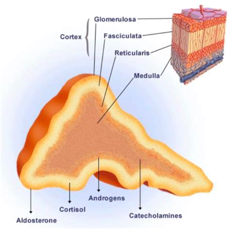 3 2 Steroid Drugs Corticosteroids Flashcards Quizlet