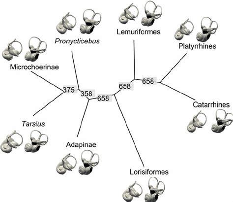 Phenetic Neighbour Joining Tree Based On Inner Ear Morphology Average