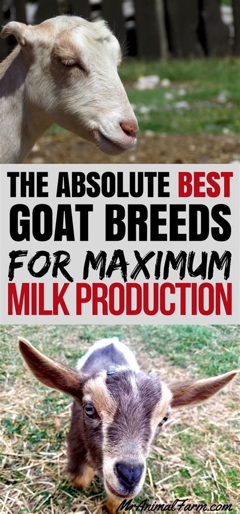 Dairy Goat Breeds 9 Best Goat Breeds For Milk Production Artofit