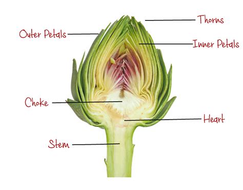 The Edible Parts Of Globe Artichoke At Pauline Mckee Blog