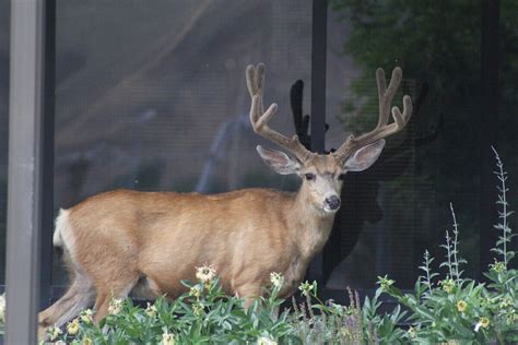 City Deer Count Shows Slight Increase Green River Star