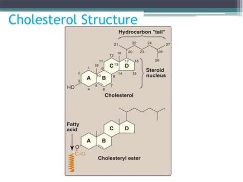 2 Cholesterol Metabolism Ppt