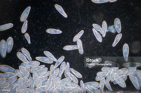 Paramecium Adalah Genus Protozoa Ciliated Uniseluler Foto Stok Unduh