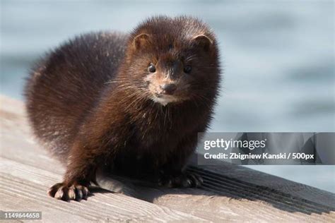 Mink Photos And Premium High Res Pictures Getty Images