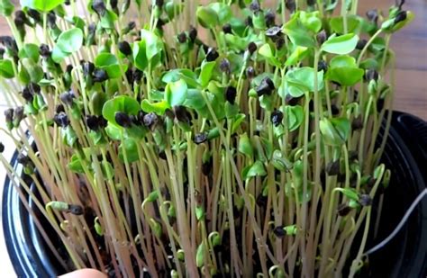 How To Grow Buckwheat Microgreens History And Benefits