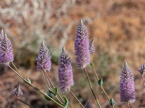 13 Impressive Australian Desert Plants Ultimate Backyard
