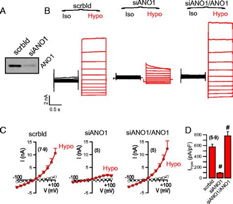 Knockdown Of Ano1 Inhibits Vrac In Hct116 Cells While Additional