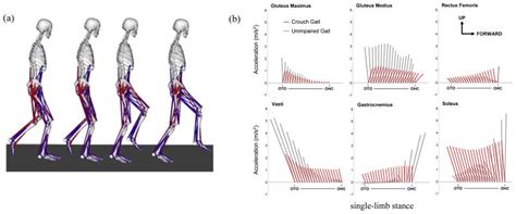 Opensim A Musculoskeletal Modeling And Simulation Framework For In