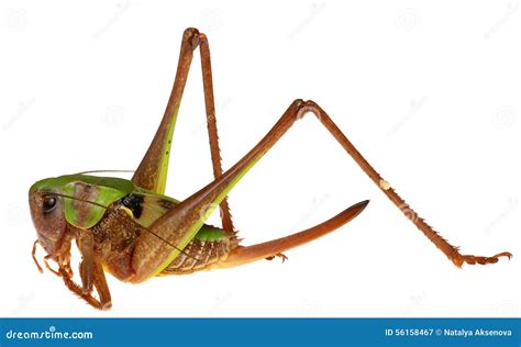 Grasshopper In Front On White Background Stock Image Image Of Length