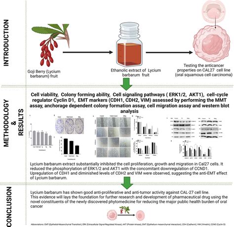 Schematic Representation Of The Study Design Created In Biorender