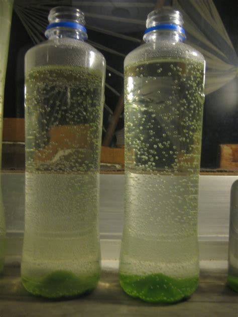 The Algae Experiment