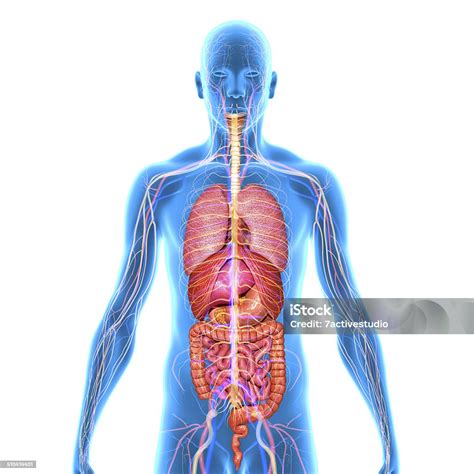 身体の臓器 胴体のストックフォトや画像を多数ご用意 胴体 ヒトの内臓 人体 Istock