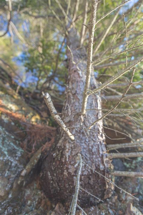 Безплатна снимка дърво клон растение листо багажник дивата природа флора фауна гориста