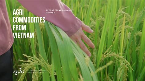Agri Commodities From Vietnam Export Trends And Market Outlook Svc Group