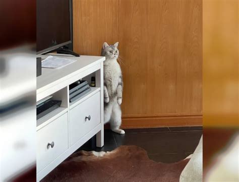 Weird Behavior Of Funny Cats Best Photos Page Of Picline