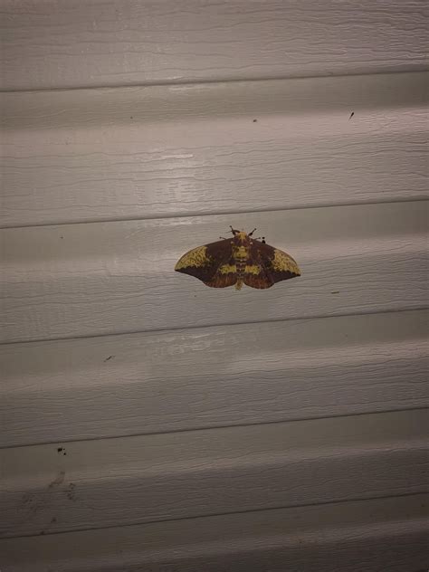What Is This Moth R Whatisthisbug
