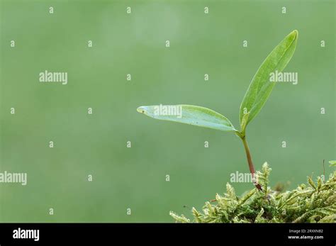 Common Beech Fagus Sylvatica Seedling North Rhine Westphalia