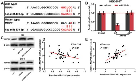 LncRNA CTBP AS Facilitates Gastric Cancer Progression Via Regulating OTT