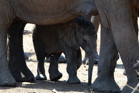 Afrikaanse Elephan Photos Download The Best Free Afrikaanse Elephan