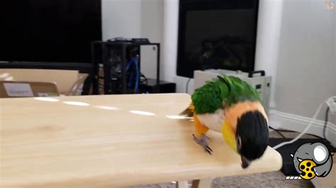 بامزه ترین طوطی های دنیا هنرنمایی طوطی های خانگی فیلو