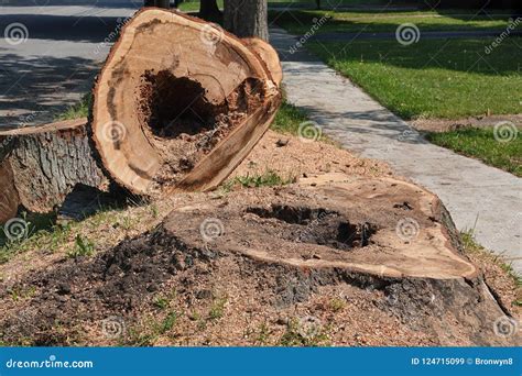 Rotten To The Core Tree Stump And Trunk Stock Image Image Of Rotten Felled 124715099