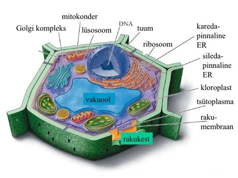 Taimerakk Ja Seenerakk