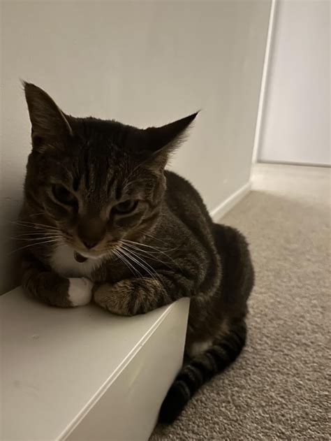 standard plotting r standardissuecat