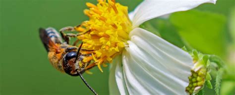 切葉蜂 Megachile sp 澳門生態網