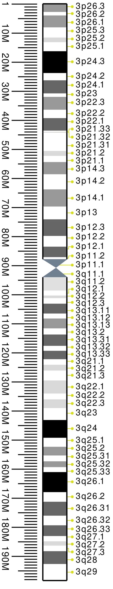ملفhuman Chromosome 3 Ideogram Verticalsvg المعرفة