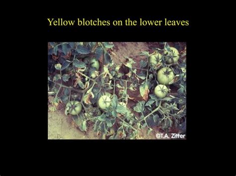 Tomato Verticillium Wilt Pptx Gardening Home And Garden