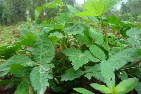 這個野菜形似鴨腳板既是上好野菜還是名貴中藥材 每日頭條