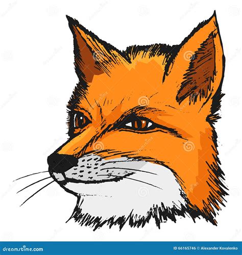 Sly Fox Stock Vector Illustration Of Carnivore Isolated 66165746