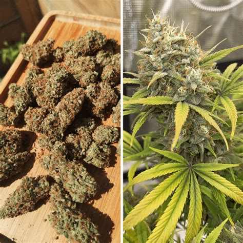 Auto Banana Blaze Dutch Passion